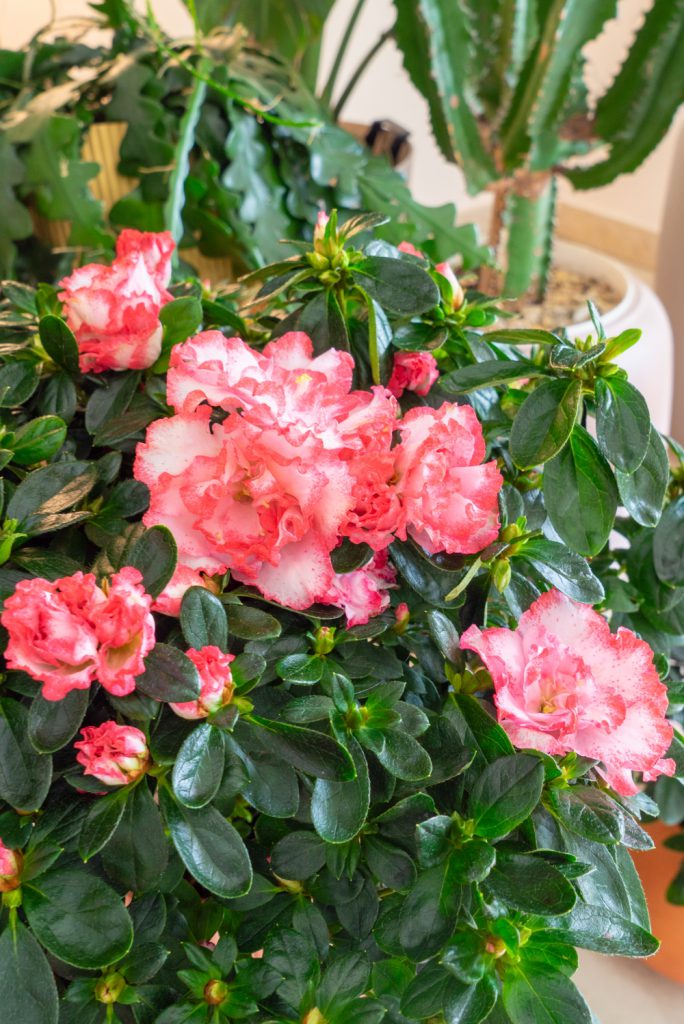 Creating an Azalea Ghent jungle – JOELIX