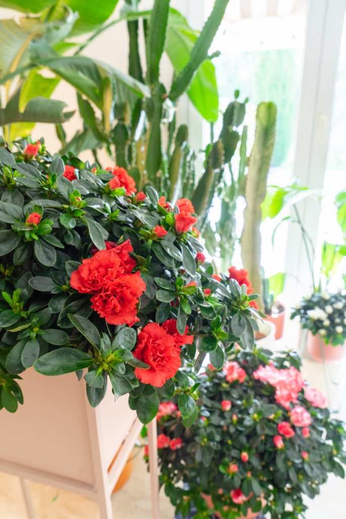 Creating an Azalea Ghent jungle – JOELIX