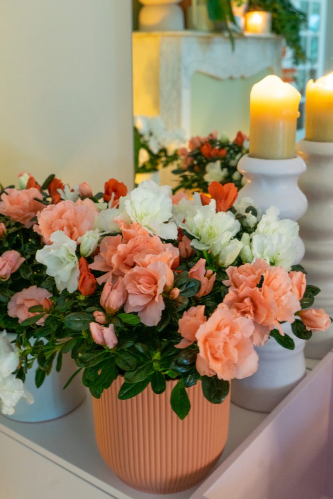 Xmas magic with Azalea Ghent – JOELIX